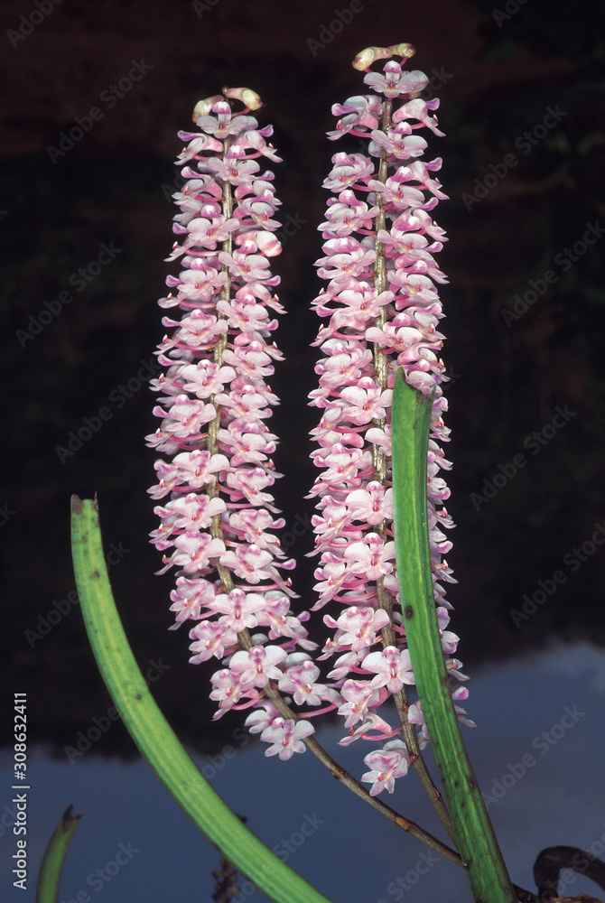 Foto de A well-known epiphytic orchid commonly known as the Foxtail ...
