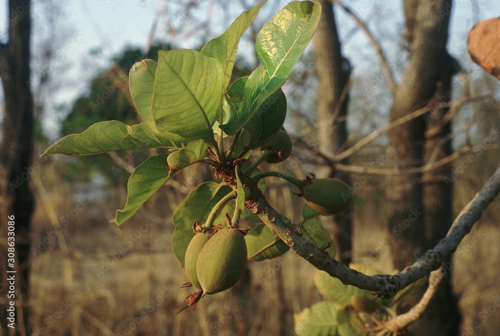 Mahua Tree Fruit