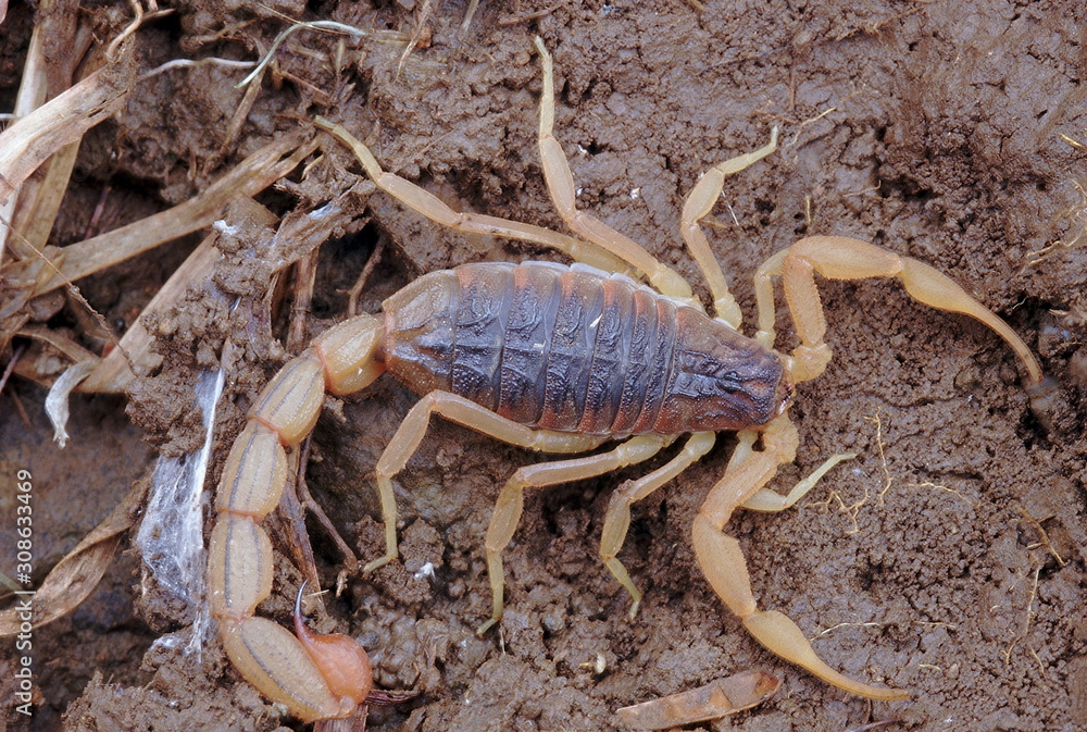Mesobuthus. One of the commonly found scorpions. This type is usually ...