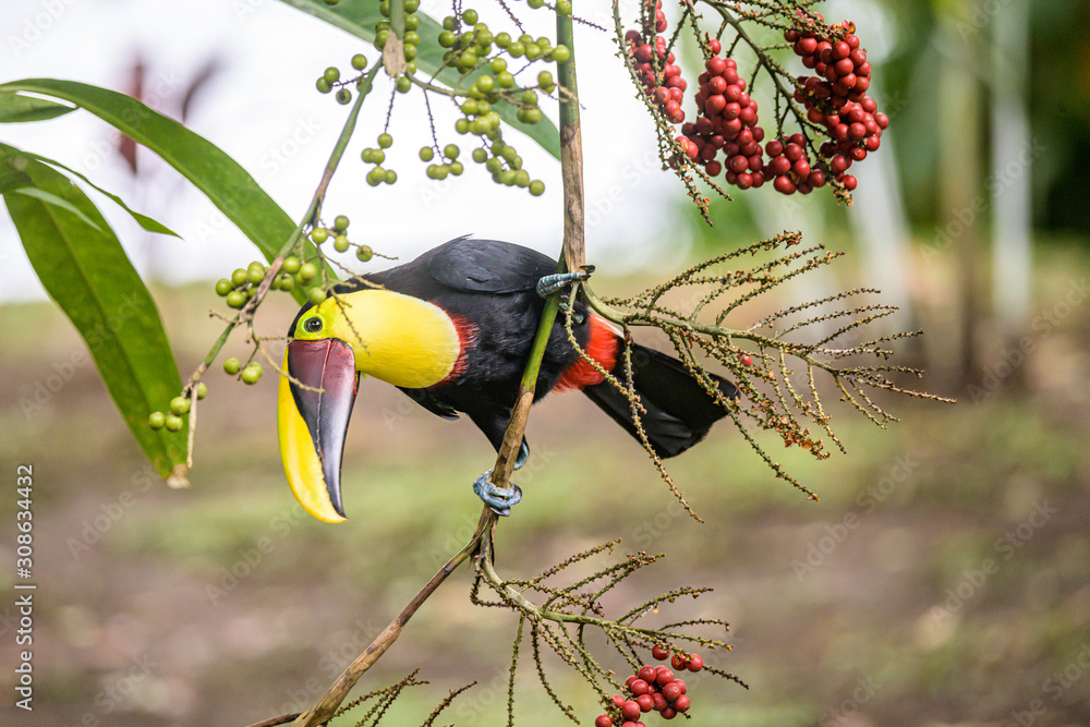 Yellow throated toucan closeup portrait eating fruit of a Palm tree in ...