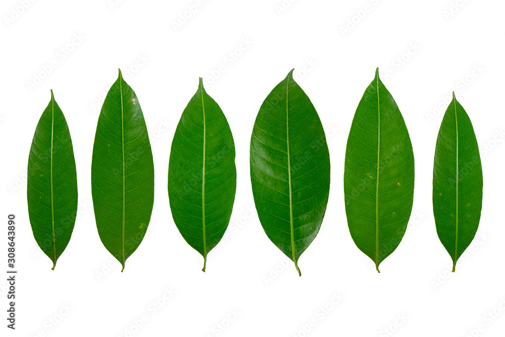 Collection of mango leaf with Clipping Path. Stock Photo | Adobe Stock