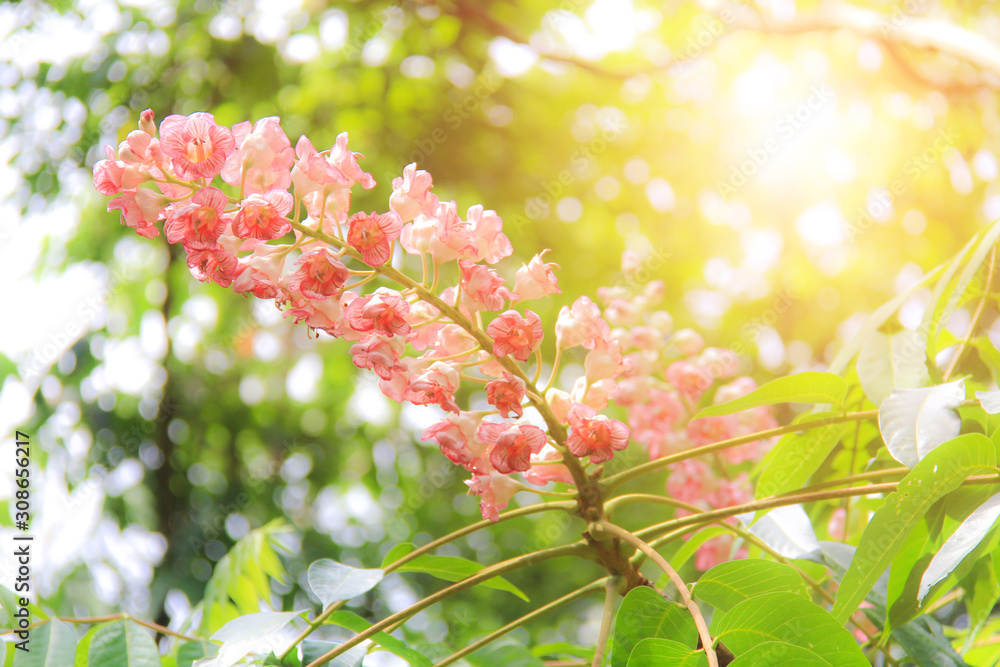 Bretschneidera sinensis,ChomphuPhukha flowers,Chompoo Phu Kha bloom ...