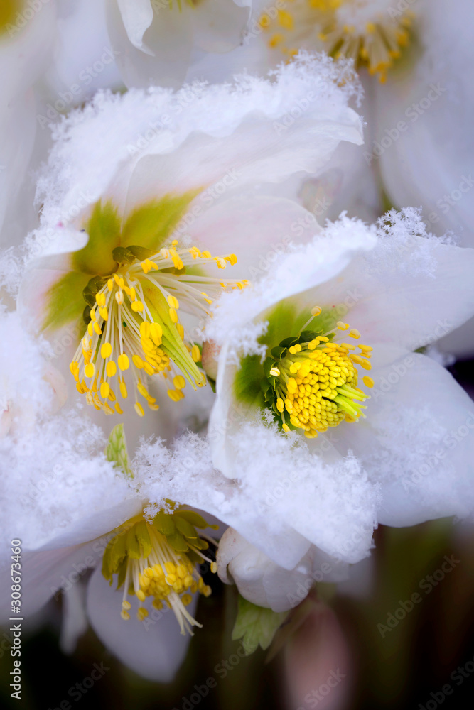 Schneerose oder Christrose (Helleborus niger) Blüten im Schnee Stock ...