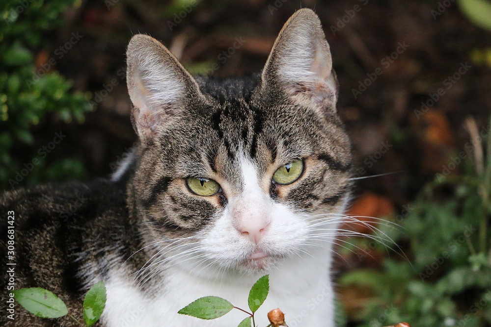 Poster fancy cats head portrait in flowerbed – Wall Art | UkPosters