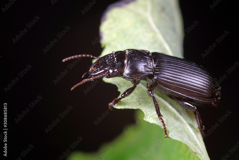 Coleoptera Carabidae Insects in Nature Stock Photo | Adobe Stock