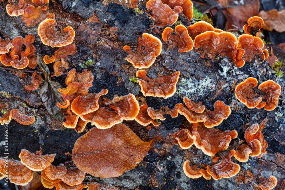 Hongos stereum insignitum sobre tronco muerto de haya. Stock Photo ...