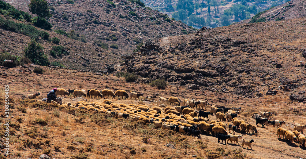 Shepherd in the Lebanon mountains guarding a flock of sheep Stock Photo ...