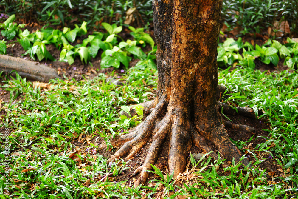 The texture of the base of a forest tree and its roots protrude above ...