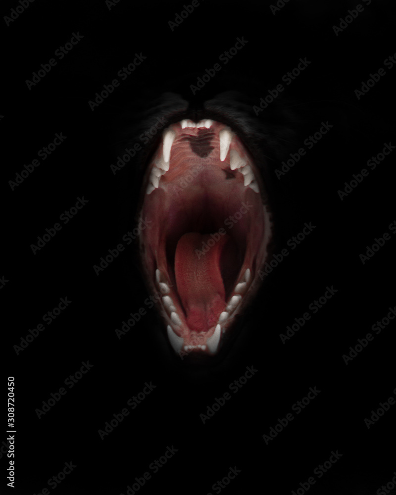 mouth of a night demon, cat’s jaws of a lynx isolated on a black ...