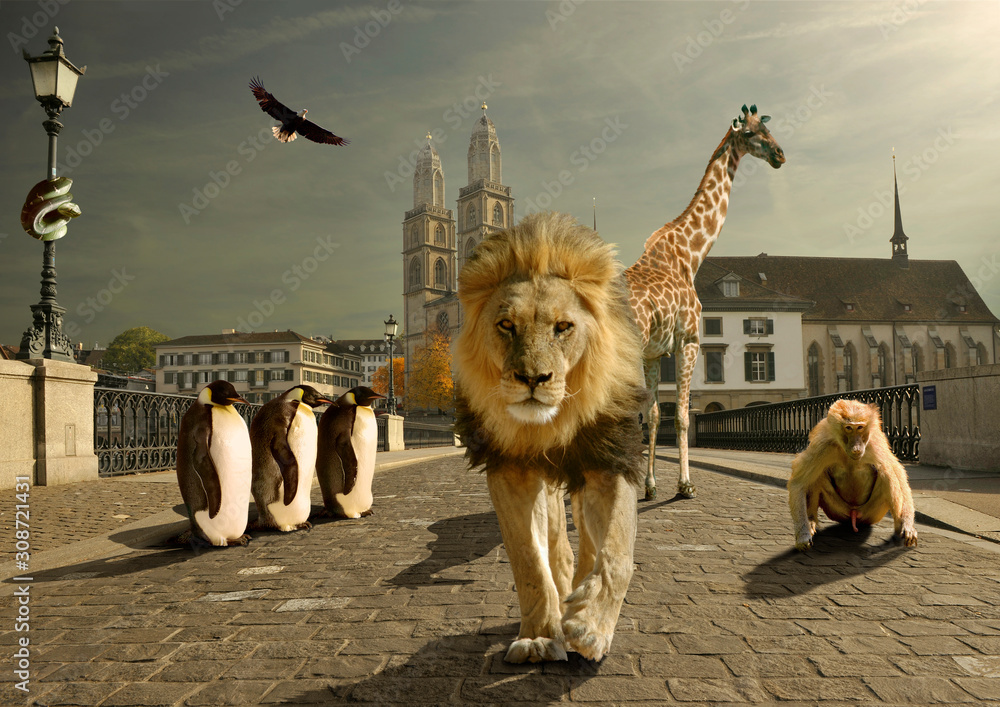 Animals escape from Zoo, Montage, Zürich Stock Photo | Adobe Stock