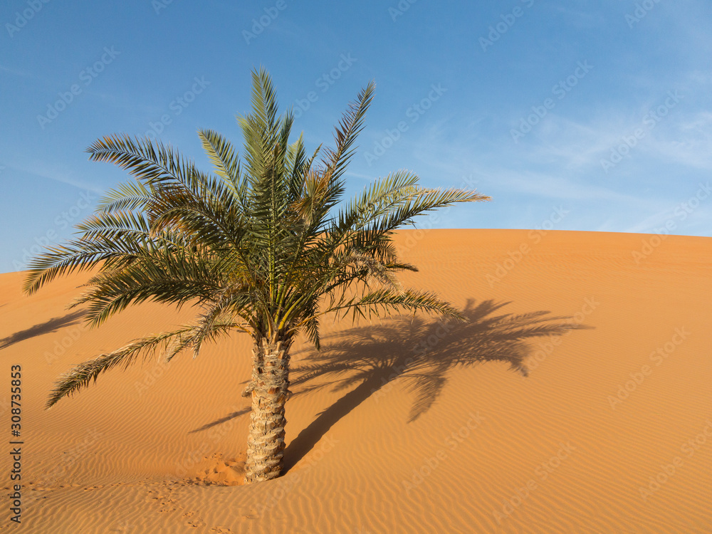 Single palm tree in the middle of the desert with more than half of its ...