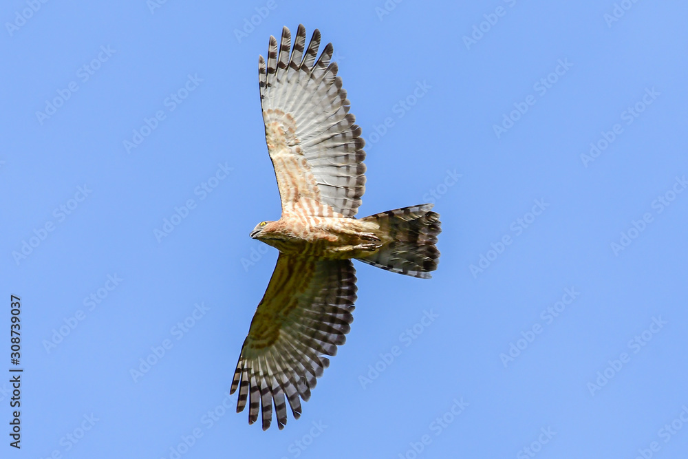Jerdon's Baza (Aviceda jerdoni) Hawk migratory bird flying on the blue ...