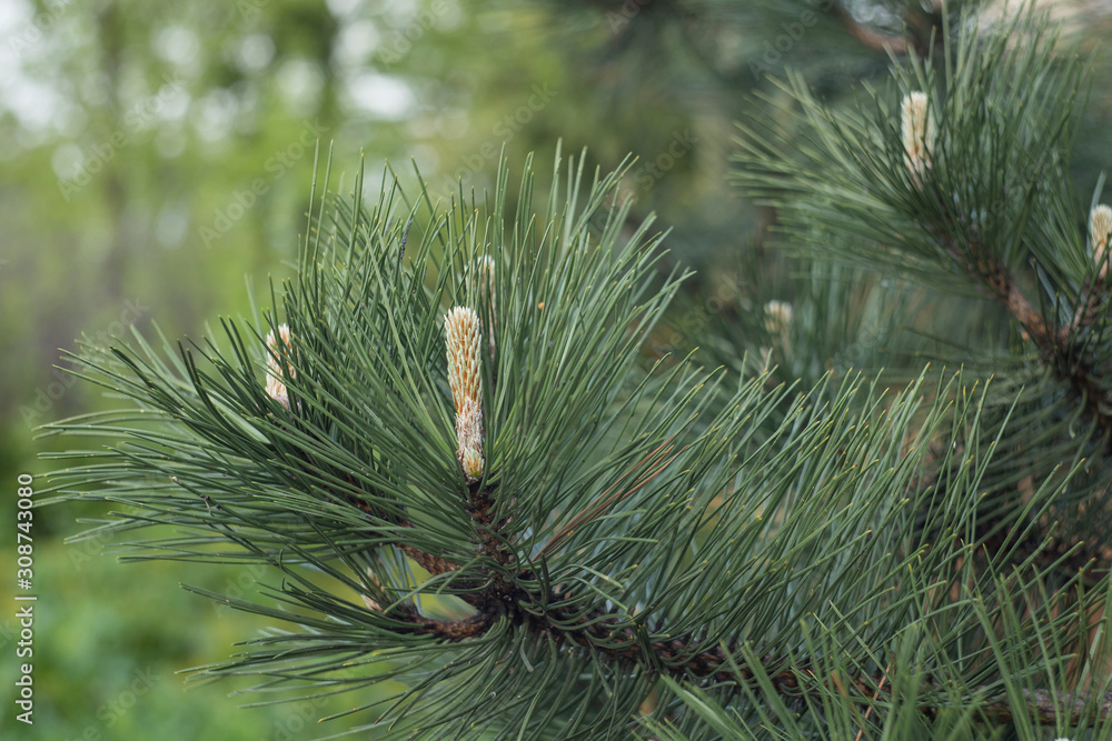 Black pine branch - Latin name - Pinus nigraa. Branches with pine ...