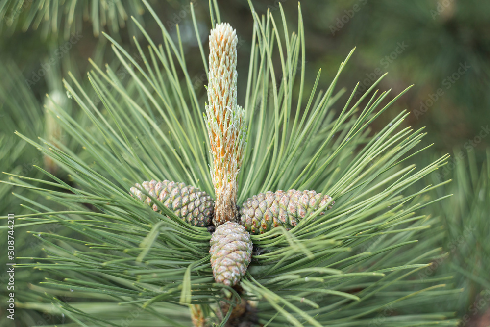 Black pine branch - Latin name - Pinus nigraa. Branches with pine needles and cones Austrian ...