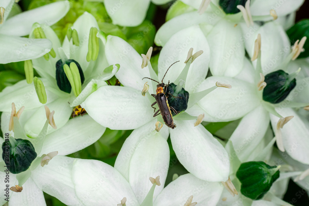 Beetle plague, rose eater, destroyer of roses. plague. Stock Photo ...