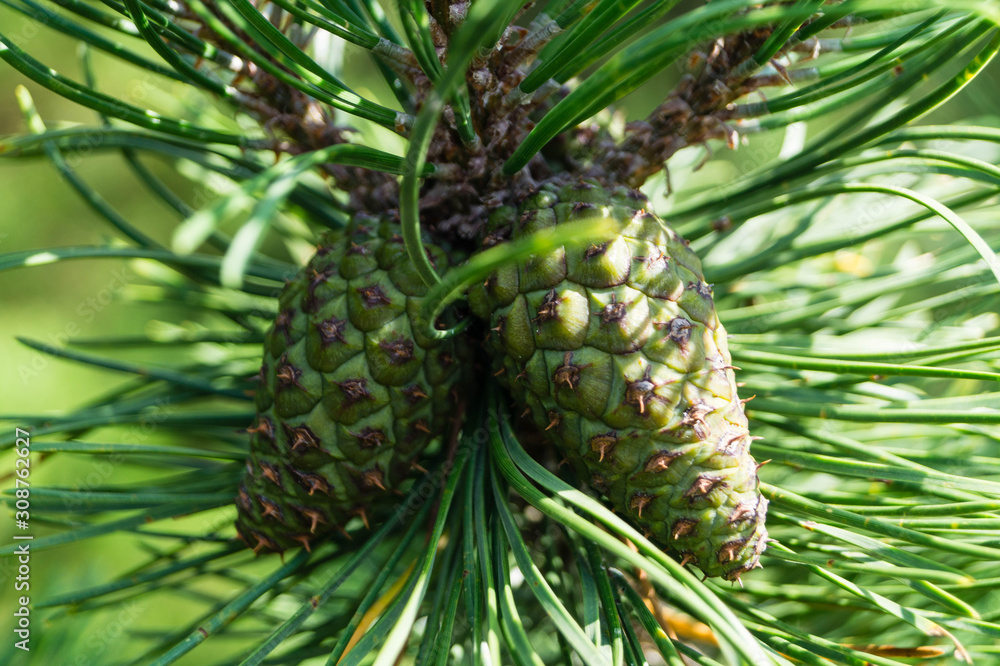 Wald-Kiefer - Pinus sylvestris Stock Photo | Adobe Stock