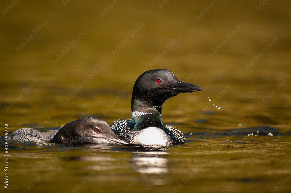Juvenile Loon