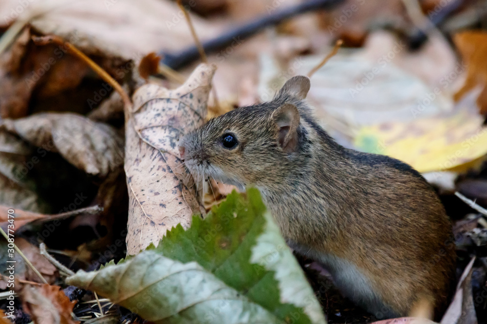 Striped field mouse apodemus agrarius sitting on ground. Cute common ...