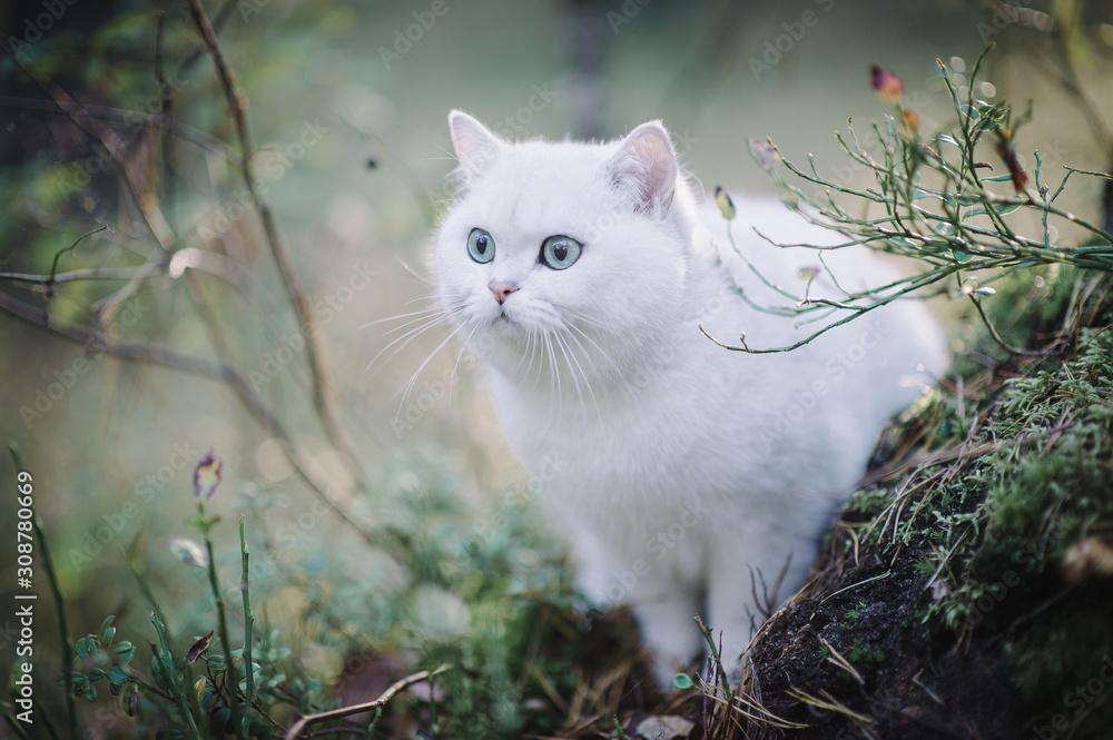 beautiful white, silver shaded british short hair cat with green eyes ...