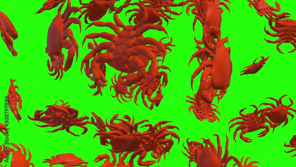 Rain of 3d Raw red Crabs falling on green screen background. Fresh ...