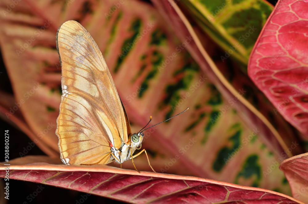 Julia Longwing Butterfly