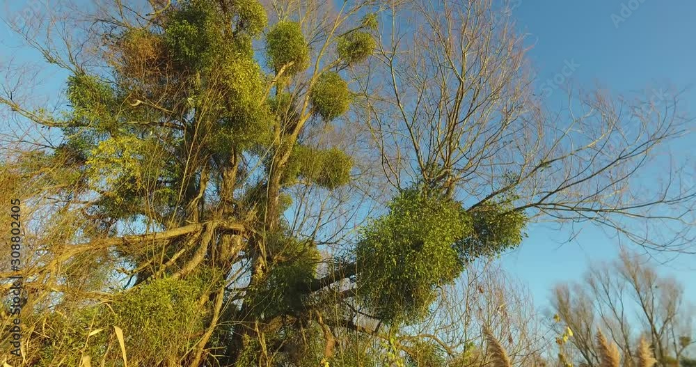 A mistletoe in a tree surrounded by dried autumn plants, a shot from ...