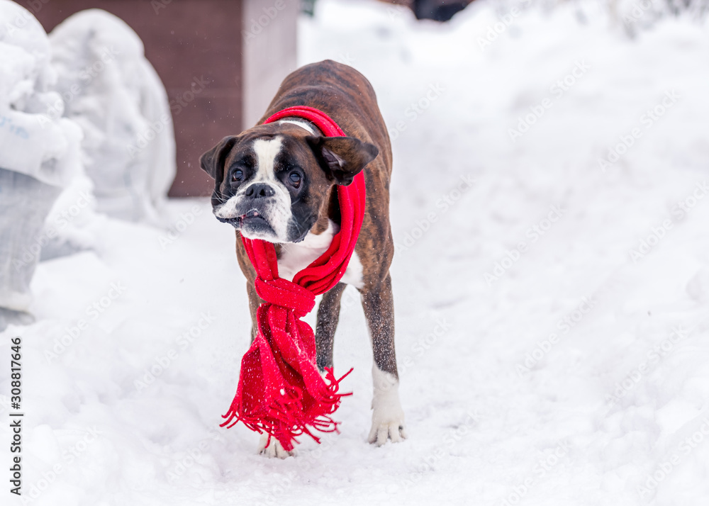 Do Boxer Dogs Like Snow