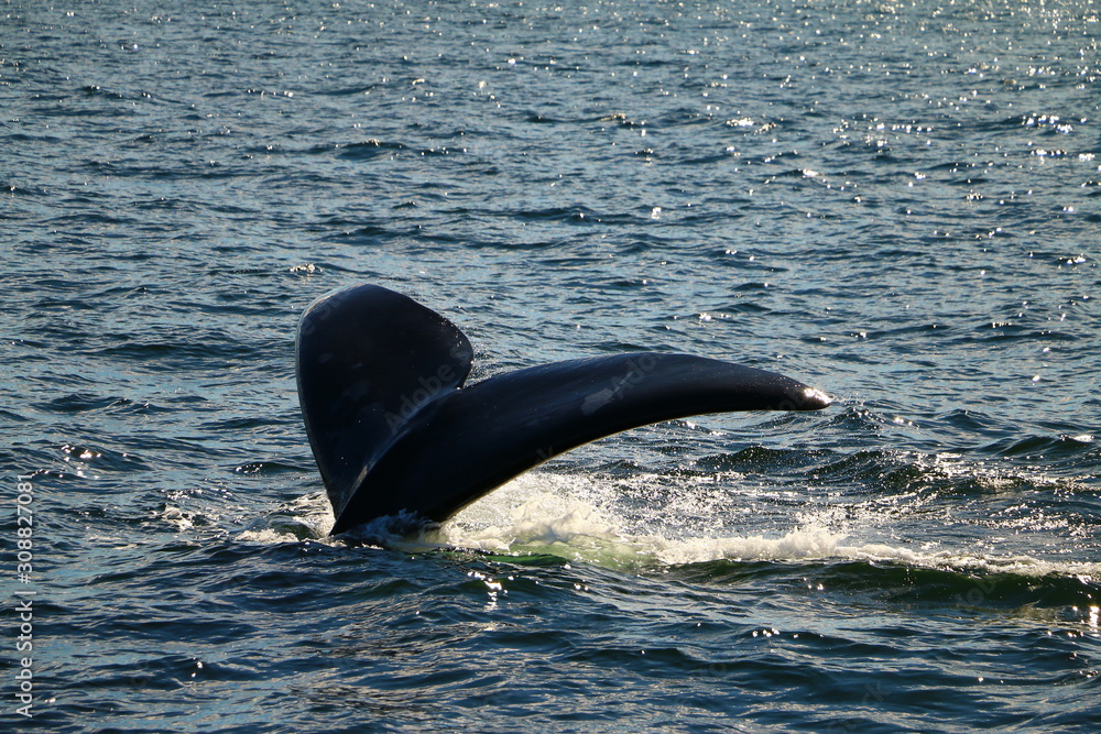 cola de ballena asomando del agua antes de saltar Stock Photo | Adobe Stock