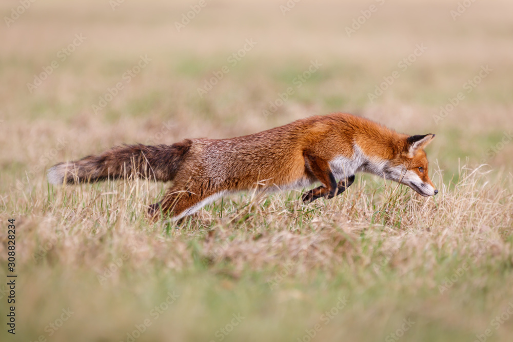 Rotfuchs bei der Jagd Stock Photo | Adobe Stock
