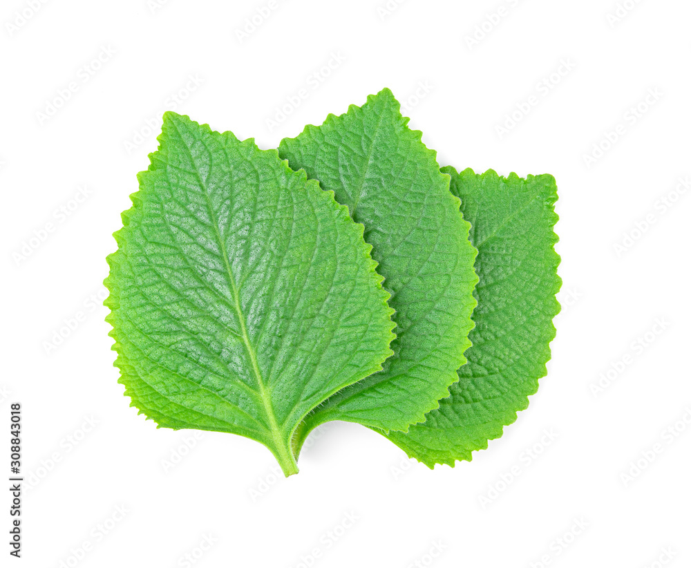 Foto de Green Leaves (Country Borage,Indian Borage,Coleus amboinicus ...