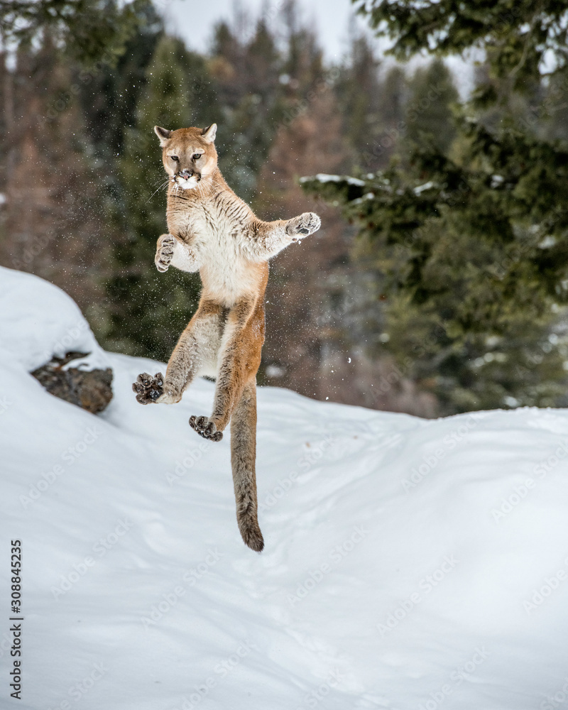 Jumping mountain lion Stock Photo | Adobe Stock
