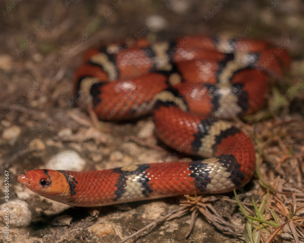 Northern Scarlet Snake