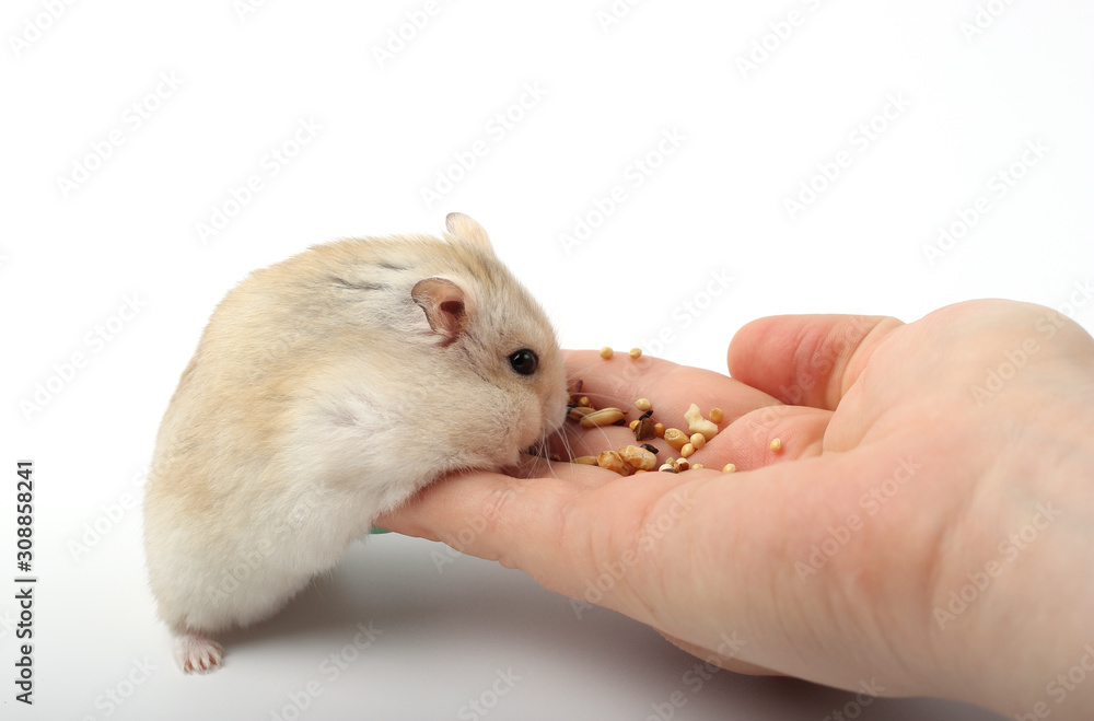 Dwarf furry hamster eating food from female hand on white background ...
