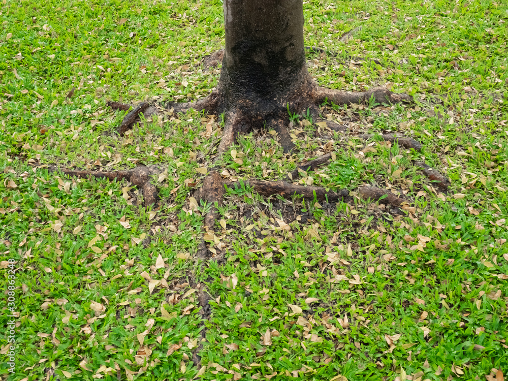 The roots of big trees on green lawn in the public park, chatuchak park ...