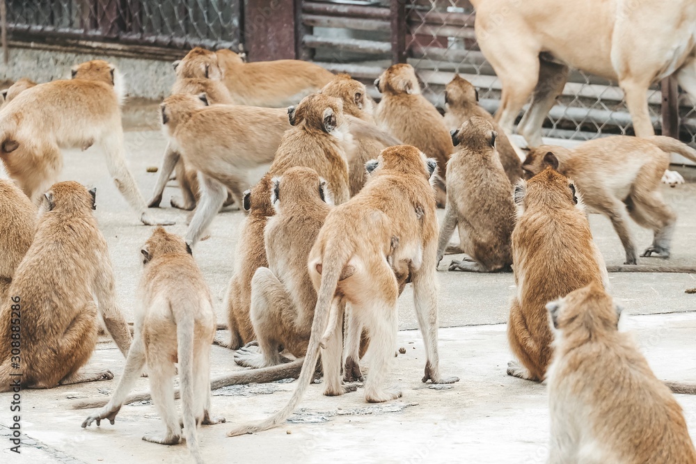 Many monkey (Long-tailed macaque, Crab-eating macaque, Macaca ...