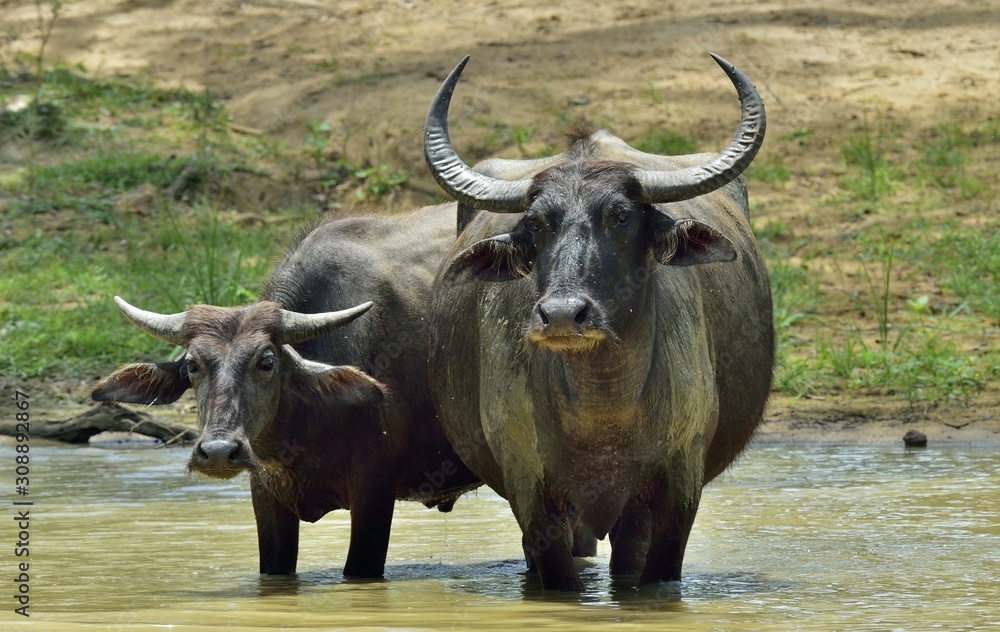Refreshment of Water buffalos. Female and calf of water buffalo bathing ...