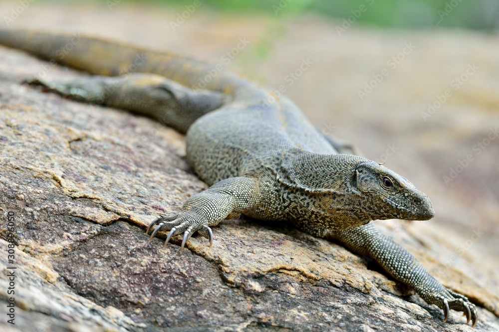 Bengal Monitor on the stone. The Bengal monitor (Varanus bengalensis ...