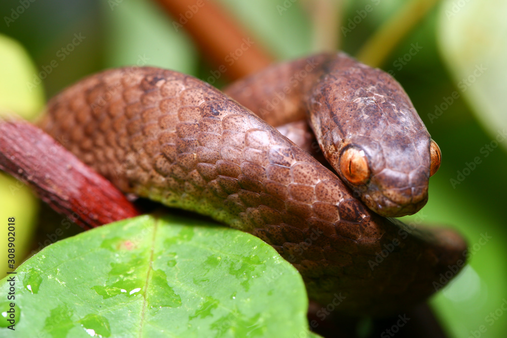 The keeled slug-eating snake, Pareas carinatus, is a species of snake ...
