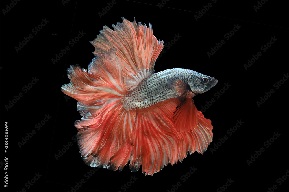 Glod and orange tail betta fish, Siamese fighting fish, betta splendens ...