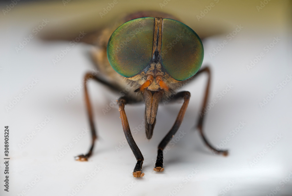 House fly Compound Eyes ultra macro Stock Photo | Adobe Stock