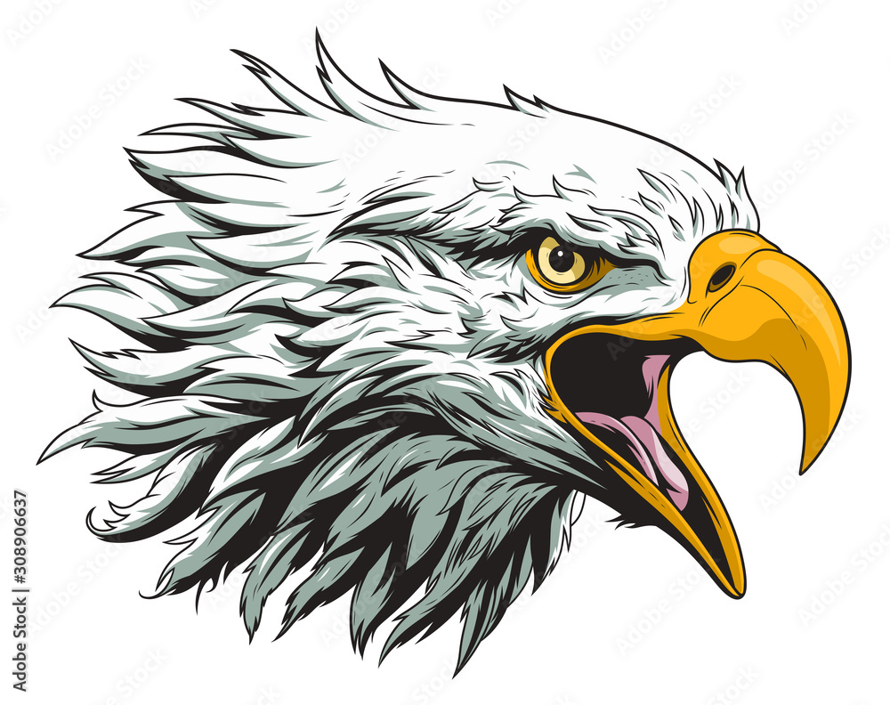 Poster Bald eagle head – Wall Art | UkPosters