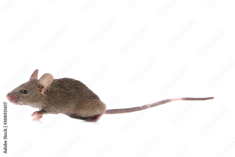 Gray common house mouse isolated on white background Stock Photo ...