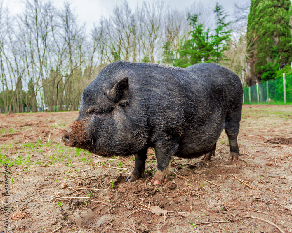 Cute fat pot-bellied pig on free meadow Stock Photo | Adobe Stock