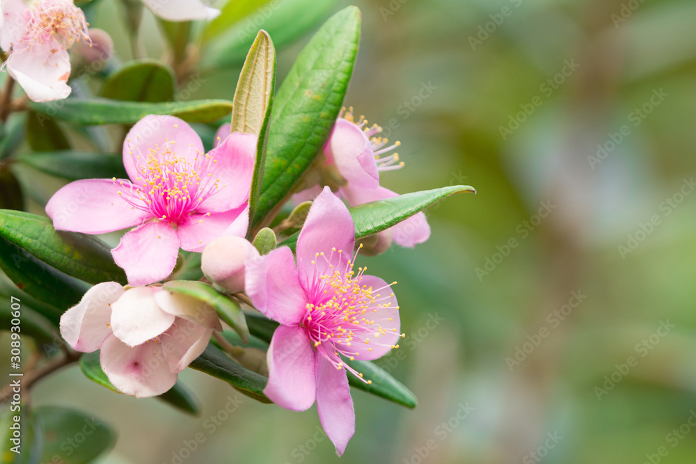 Rose myrtle (Rhodomyrtus tomentosa) pink flowers, a native plant in ...