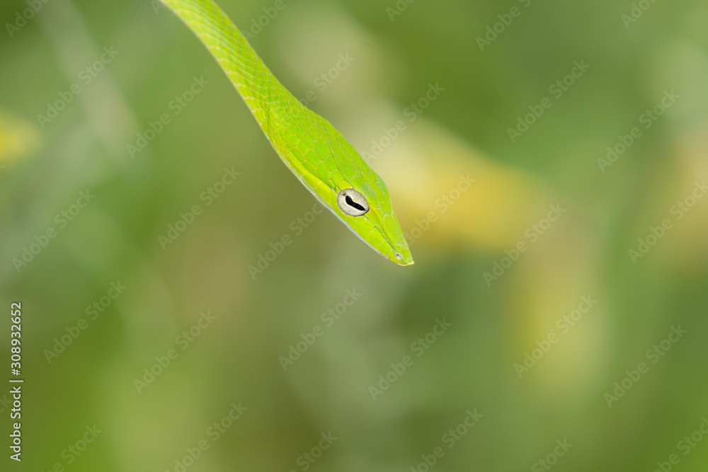 Oriental Whip snakes (Ahaetulla prasina) a very common rear-fanged ...