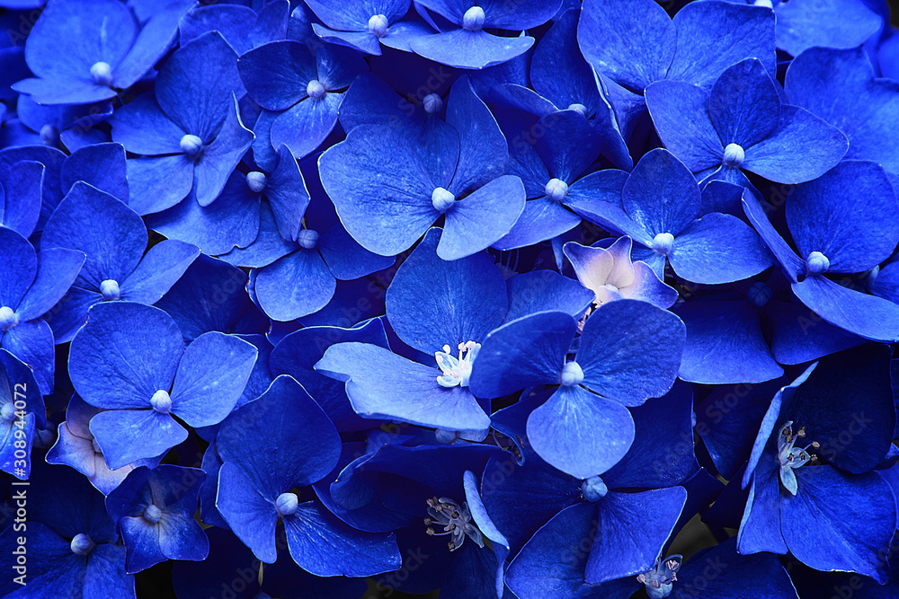 Blue Flower Petal Texture