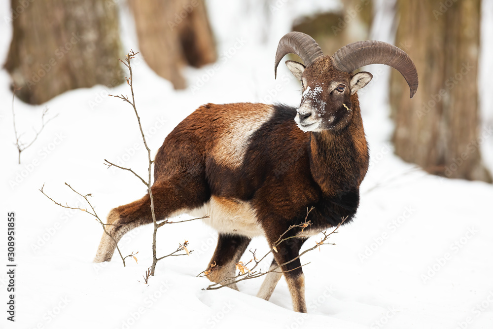 Young mouflon, ovis musmion. ram walking down the slope in forest in ...