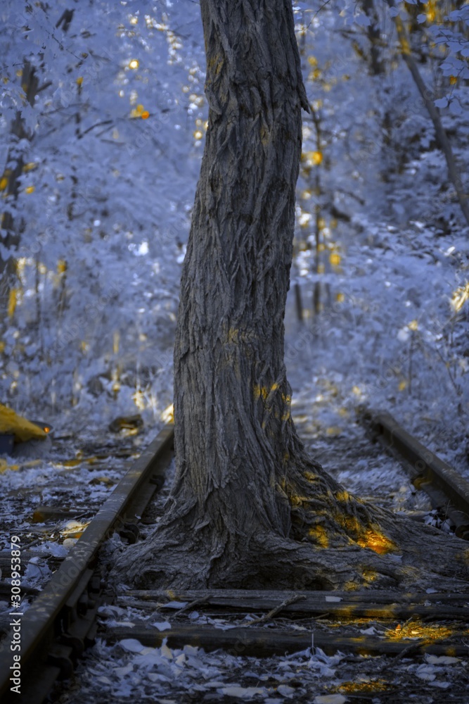 Infrared Tree growing thru the railroad Stock Photo | Adobe Stock