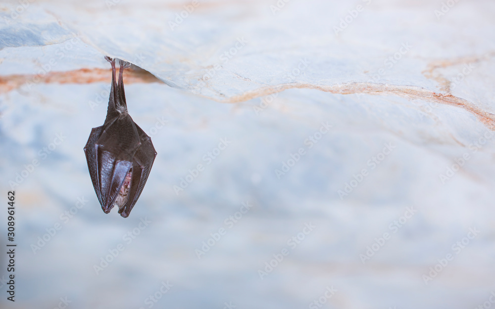 Real Bat Wings Close Up