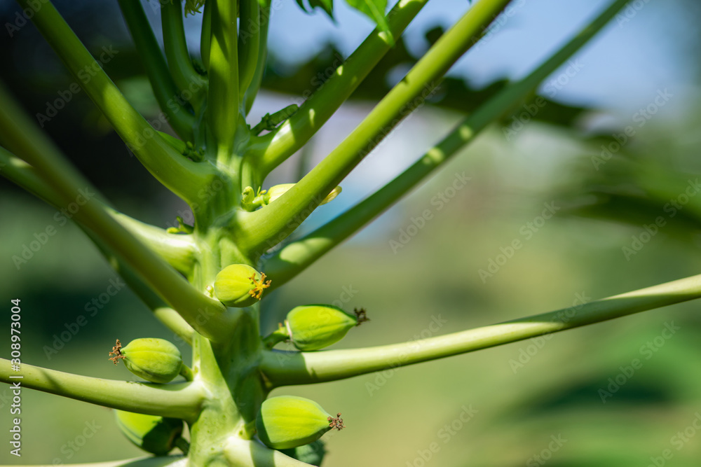 Baby Papaya Tree